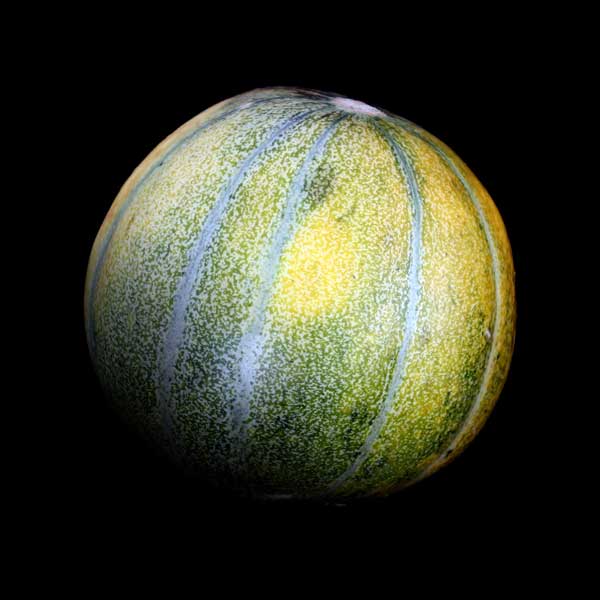 Melon sucrin Petit Gris de Rennes • Cernunnos : Semeur d'abondance